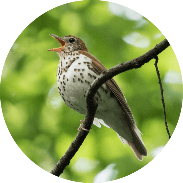 What is missing? | The Alvarez Hypothesis