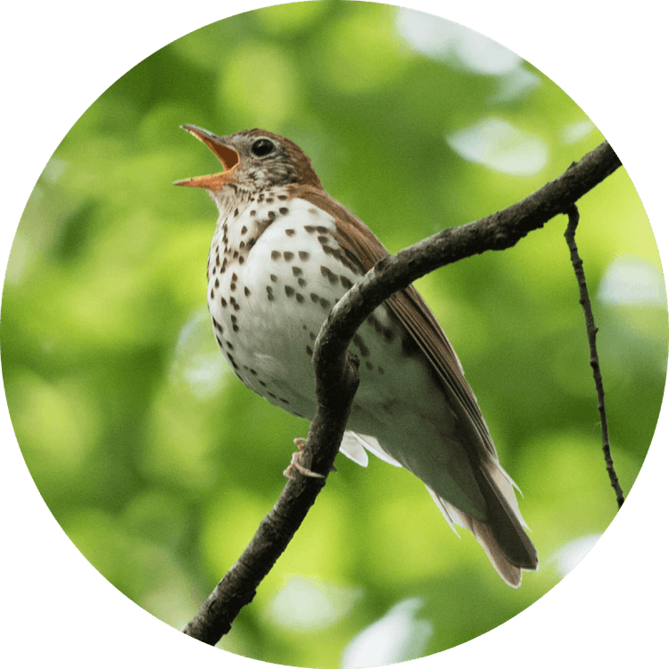 What is missing? | A Memorial to the Planet