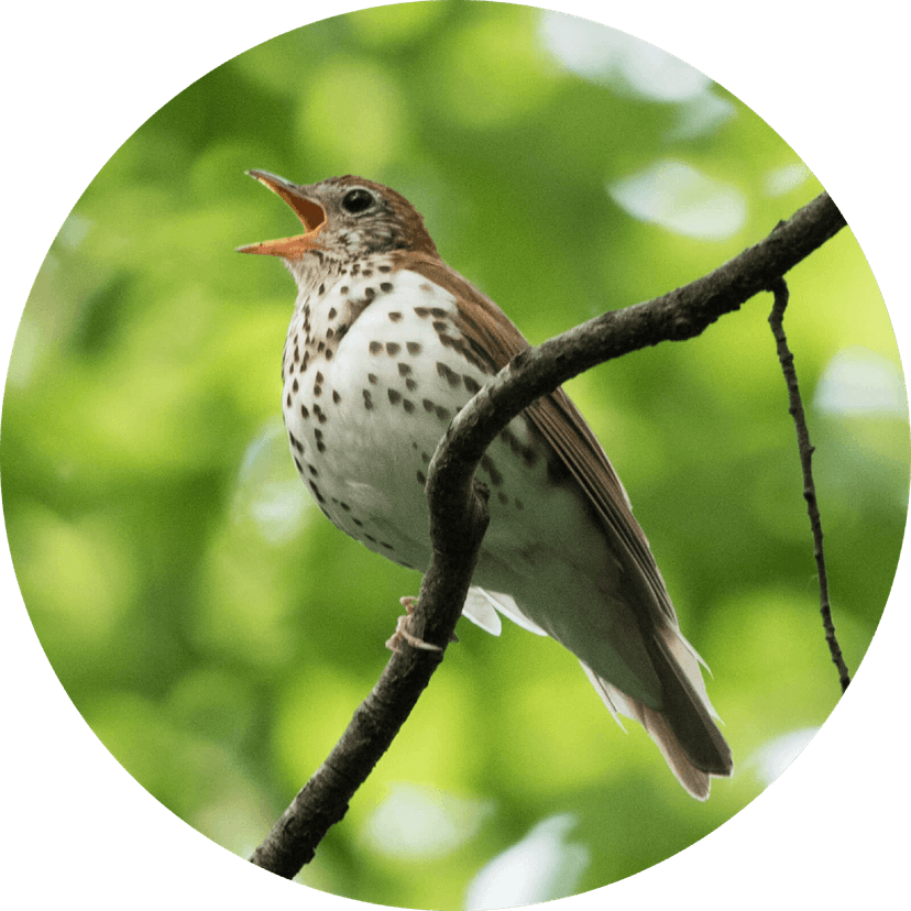 What is missing? | Ilin Island Cloudrunner