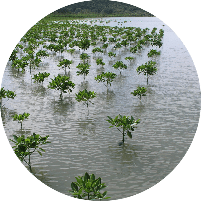 What is missing? | Extinct In The Wild, Père David's Deer